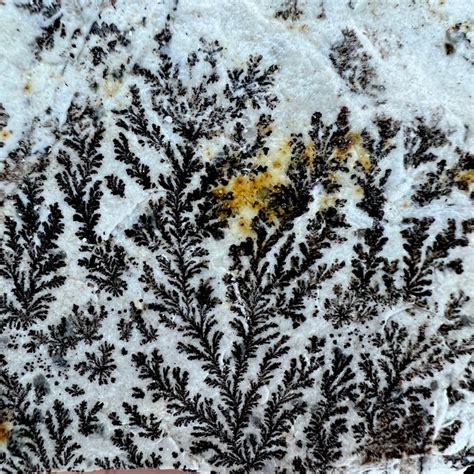 “the Stone Tree” Perfectly Developed Manganese Dendrites On Catawiki