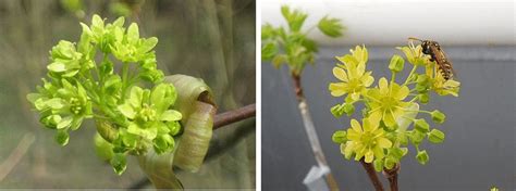 Different Flower Types In Norway Maple Left Protogynous Right Male