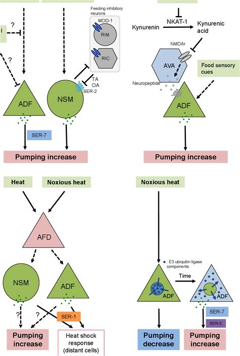 Figure 1 From Serotonergic Modulation Of Feeding Behavior In