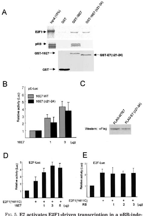 Figure 5 From Human Papillomavirus Type 16 E7 Binds To E2f1 And Activates E2f1 Driven
