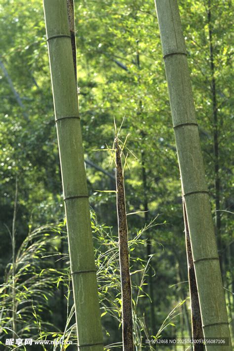 翠竹 摄影图树木树叶生物世界摄影图库昵图网