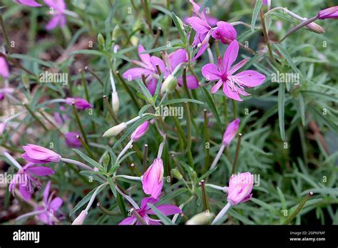 Epilobium Chamaenerion Dodonaei Dodoens Willowherb Deep Pink