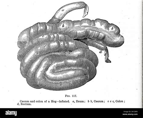 Caecum And Colon Of A Hog— Inflated A Ileum B I Caecum C C C
