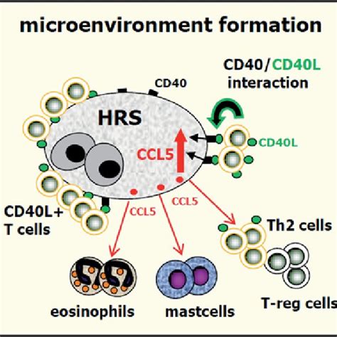 Cd40 Engagement And Microenvironment Formation Cd40 Engagement By Download Scientific Diagram