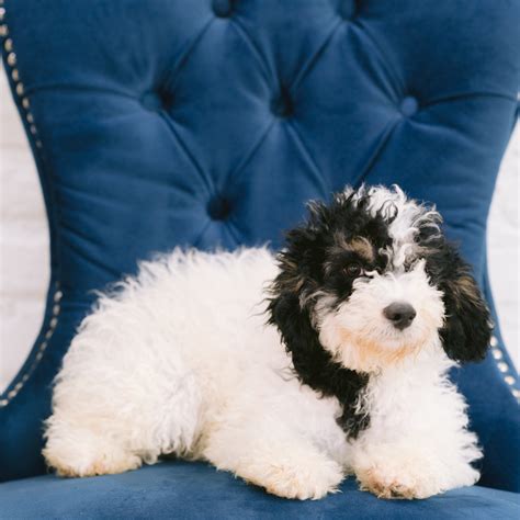 The Love Adopted Frito Is A 3 Month Old 1081lbs Male