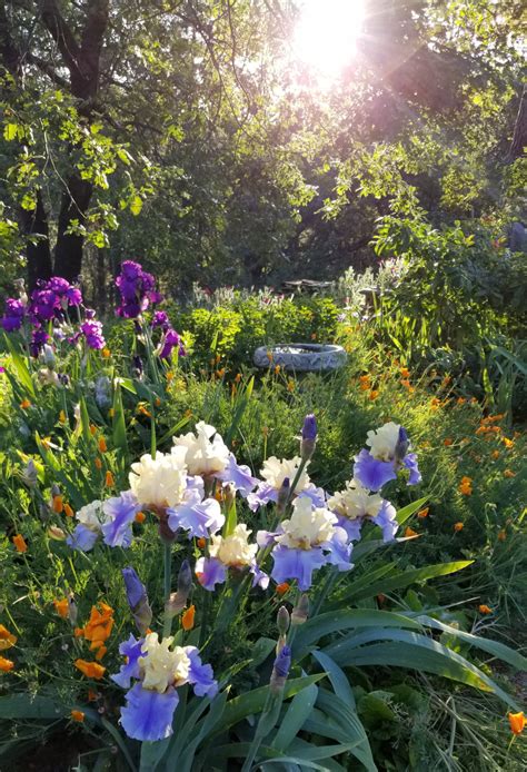 For The Love Of Irises Fine Gardening