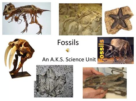 PPT Fossils PowerPoint Presentation Free Download ID