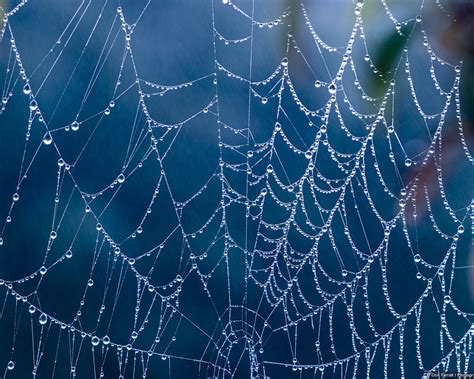 Spider Web With Dew Windows Photo Wallpaper Preview