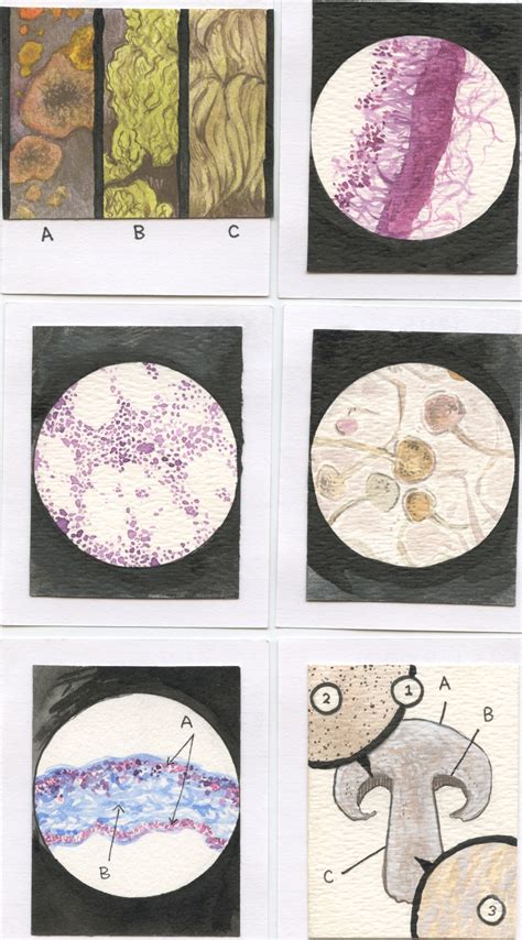 Miscellaneous Biology Stuff Cw A Few Dissection Photos By