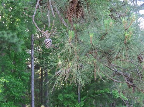 Pinus Taeda Native Plant Society Of Texas
