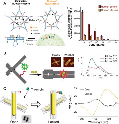 Reconfigurable Aptamer‐mediated 2d And 3d Dna Nanostructures For Download Scientific Diagram