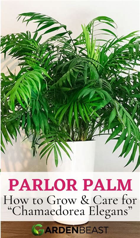 Parlor Palm Care Guide Tips For Growing Chamaedorea Elegans