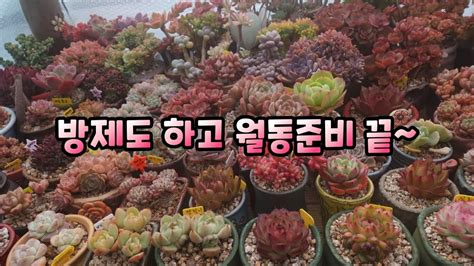 방제도 하고 월동준비 끝~옥상하우스 따뜻하게 추운겨울 잘 지내보자🥰 Youtube