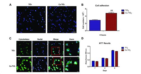 Cell Initial Adhesion Spreading And Proliferation Ability Evaluation Download Scientific