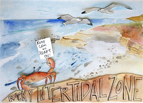 Intertidal Zone Drawing