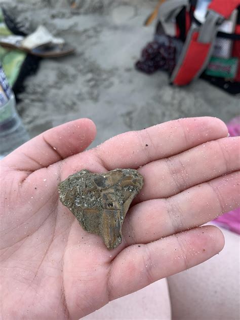 Shark Tooth Identification Help Rfossils