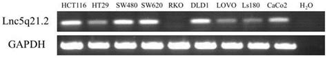 Long Noncoding Rna Primer Pair For Detecting Expression Level Of Long