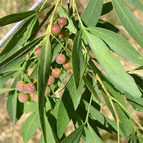 Searsia Pendulina 100 Seeds Lifestyle Seeds