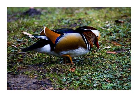 Fogi Bunt Und Mittig Foto And Bild Tiere Wildlife Wild Lebende Vögel Bilder Auf Fotocommunity