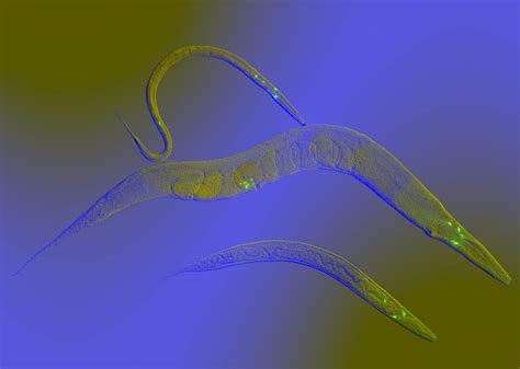 How Proteins And Cellular Pathways Promote Longevity