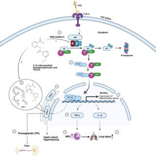 Hypothetical Mechanism Of Action Of 3 CH 2 Cl During Induction Of LPS