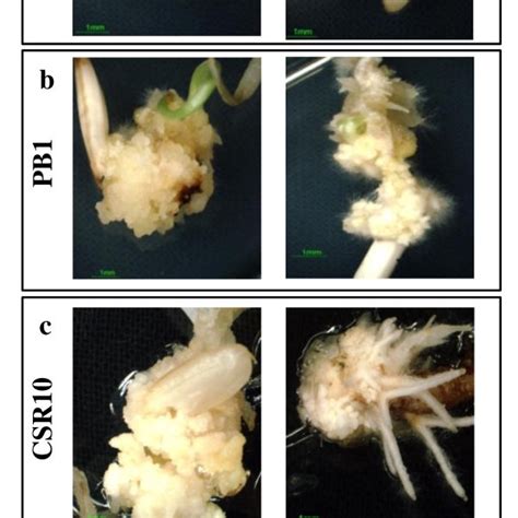 Pdf An Improved Protocol For Efficient Transformation And Regeneration Of Diverse Indica Rice