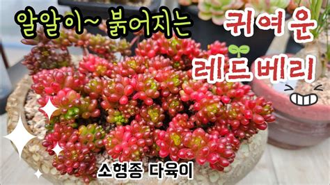 웃자라도 예쁜 다육이 햇볕을 받으면 영롱한 빛까지 냅니다 ㅣ다육이 키우기ㅣ신쌤의다다육선多肉植物 Succulent たにく