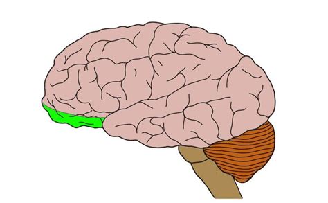 Orbitofrontal Cortex In Green Where Is The Orbitofrontal Cortex The Orbitofrontal Cortex Is