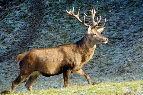 Wildfleisch