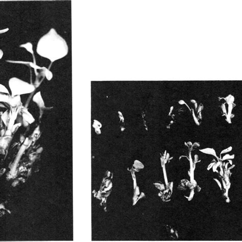 Axillary Proliferation On Wpm Shoots Prior To Left And After Right Download Scientific