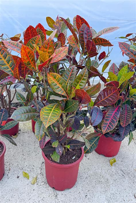 Florato Florato Added A New Photo