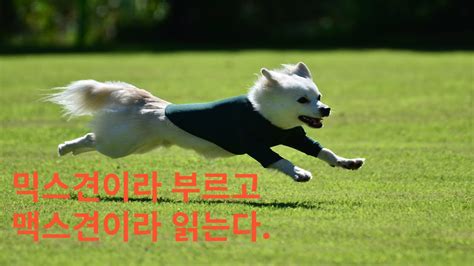 믹스견 입양 고민중이신가요 이영상 하나로 끝 유기견 사지말고 입양하세요 진도믹스 Jindo 믹스견 Youtube