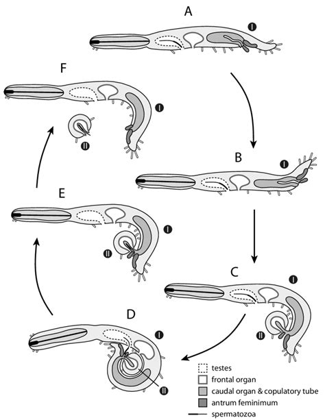 48 Mating And Reciprocal Sperm Transfer In Macrodasys For Simplicity