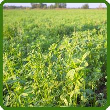 Vernal Alfafa Seed For Cover Crops And Forage
