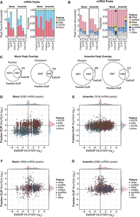 Mapping Rna Protein Interactions With Subcellular Resolution Using Colocalization Clip