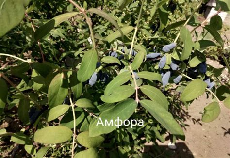 Жимолость Амфора: купить саженцы жимолости амфора в Твери | GreenTver