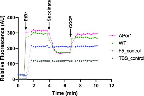Mitochondrial Etbr Efflux Assays Mitochondria Were Prepared As