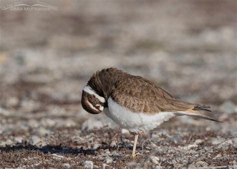 Preening Adult Killdeer Mia Mcphersons On The Wing Photography