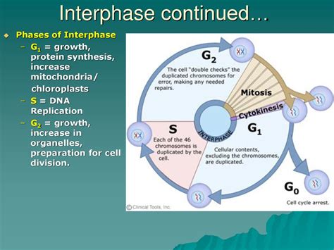 Topic 1 Cells Ppt Download