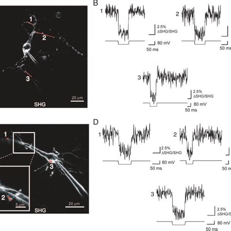 Fast Shg Line Scan Recording Of Elicited Aps In Brain Slice A To Show