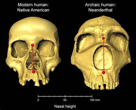 Neanderthal Vs Homosapien