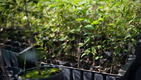 Offset Your Travel Carbon Footprint