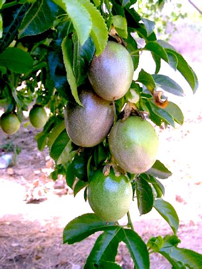 Passiflora Edulis Frederick Edible Purple Passion Fruit Plant