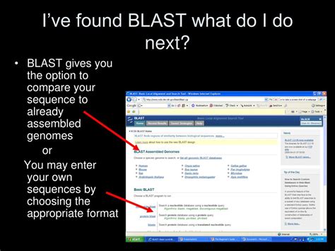 Ppt The Beginners Guide To Blast Searches Powerpoint Presentation