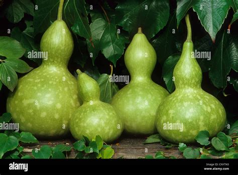 Gourds Bottle Gourd Calabash Gourd White Flower Gourd Lagenaria