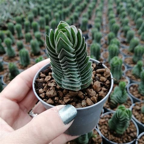 Crassula Buddhas Temple Giromagi Cactus And Succulents