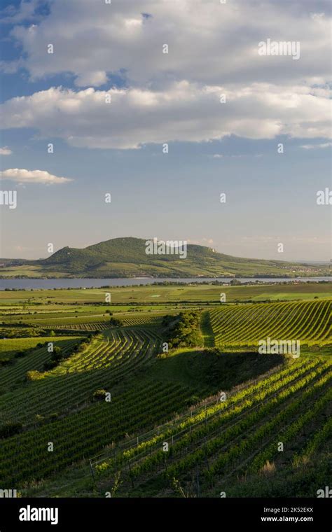 Spring Vineyards Under Palava Near Sonberk South Moravia Czech