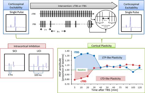 Frontiers Transcranial Magnetic Stimulation Provides Means To Assess Cortical Plasticity And