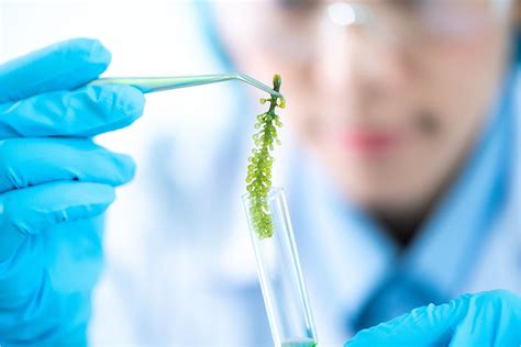 Advantages Of Microalgae As A Feed Ingredient Explored All About Feed