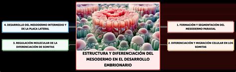 Estructura Y Diferenciación Del Mesodermo En El Desarrollo Embrionario
